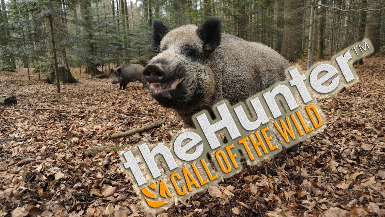 Wild Boar Hunting [HD] - YouTube