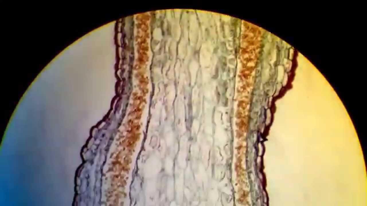 Mnium Mature Capsule - YouTube