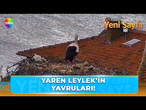 Yaren leylek ve Nazlı'nın 5 yavrusu oldu!