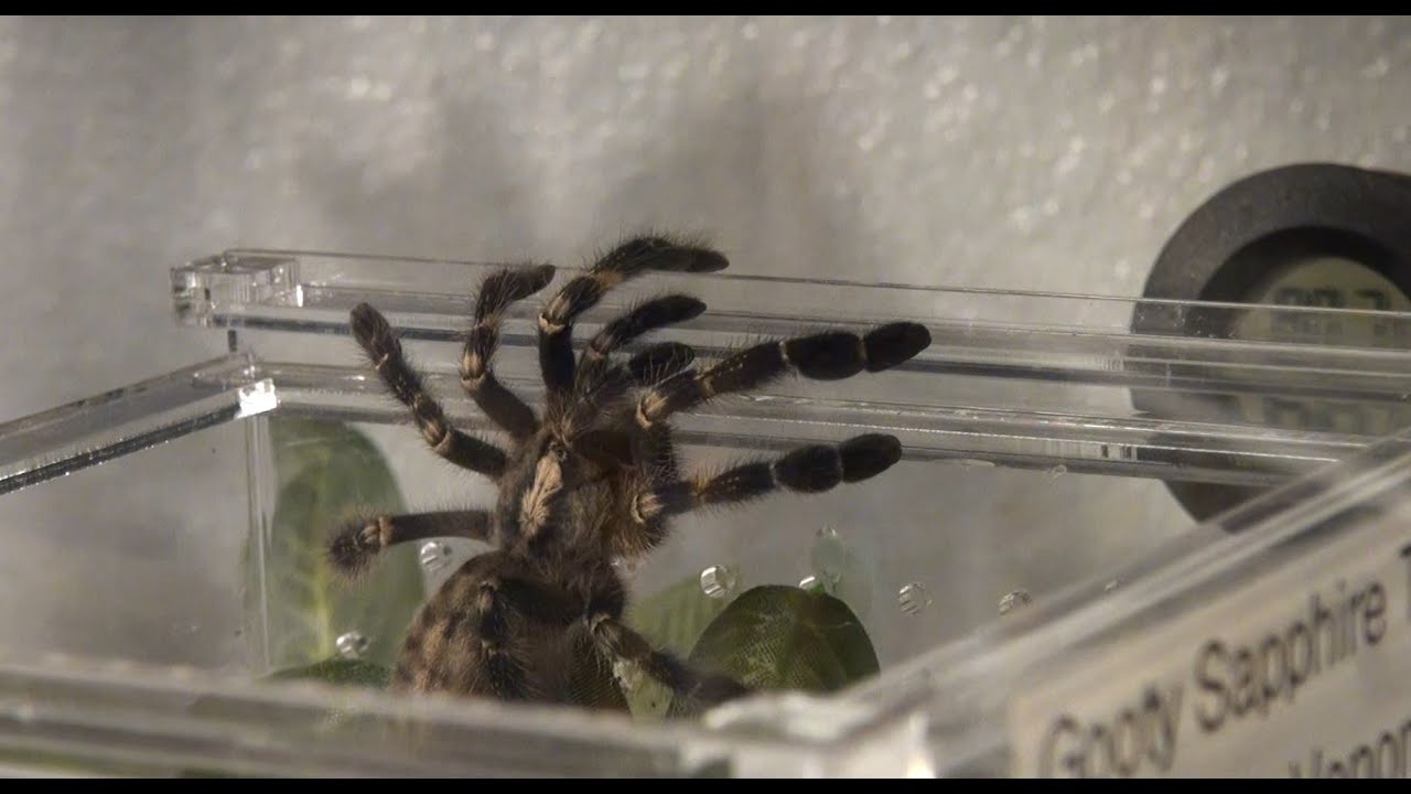 Venomous Gooty Sapphire Tarantula (Gooty Blue) Habitat Transfer - YouTube