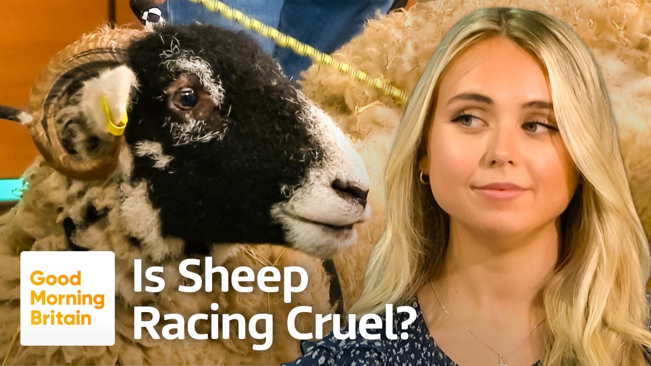 The Lamb National: Is Sheep Racing Cruel? - YouTube