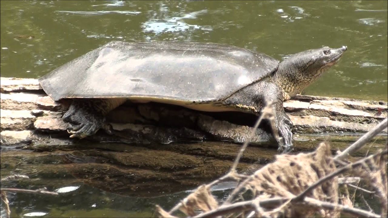 Spiny Softshell Turtles 2011 - YouTube