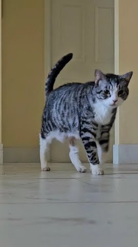 Boo Boo Kitty - YouTube