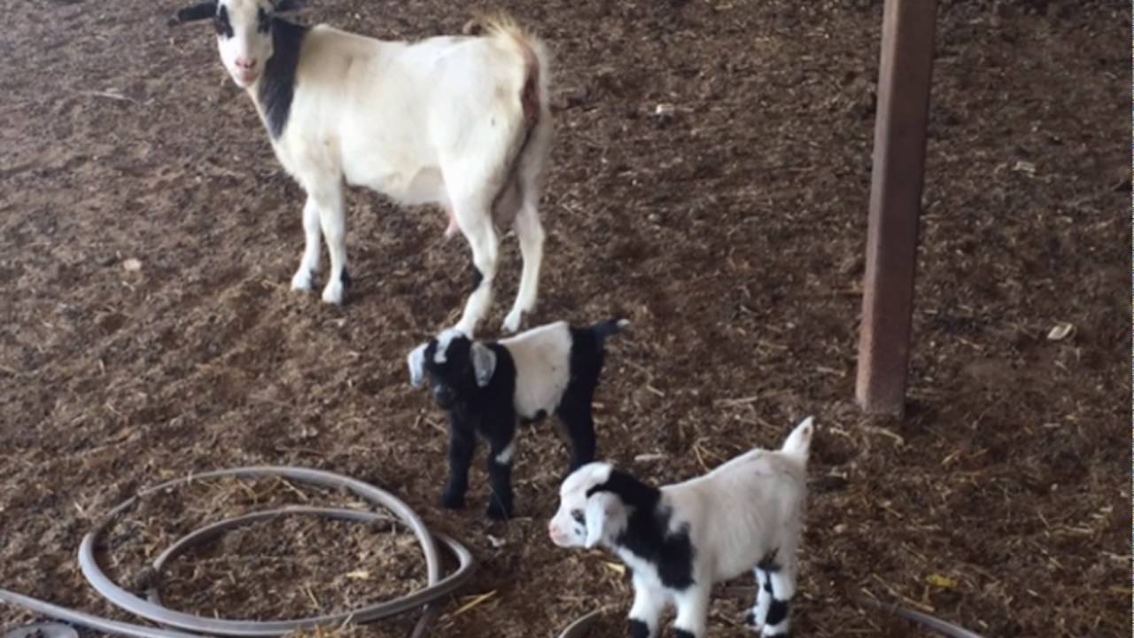 Myotonic Fainting Goats - Austin, TX - YouTube
