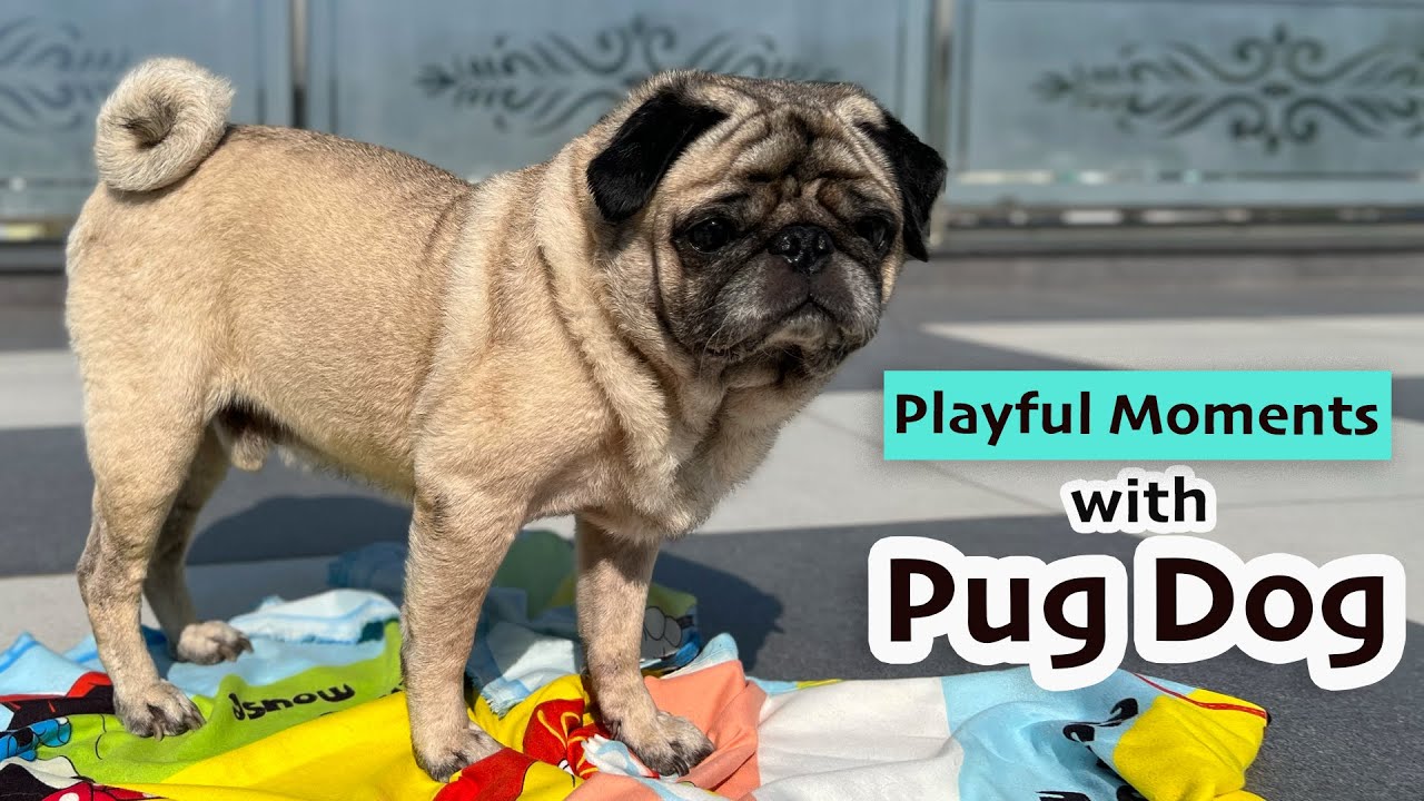 A Day in the Life of My 9-Year-Old Pug Dog : Playful Moments, Sunny ...