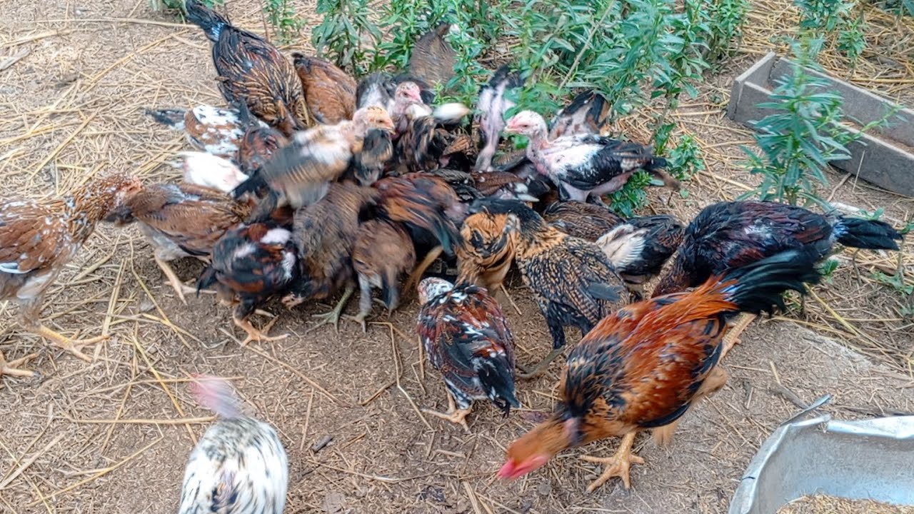 Raising chickens in a rural and family style chicken eat rice food ...