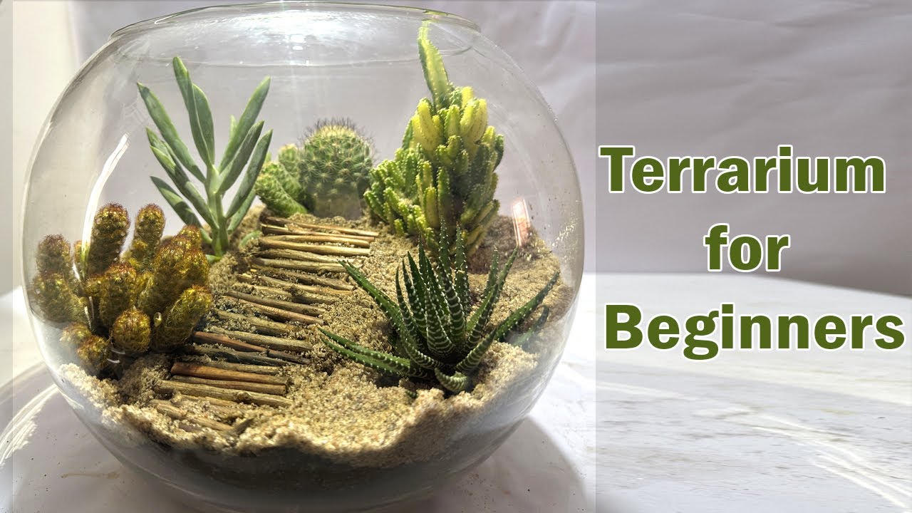 Terrarium for Beginners | Terrarium in Fish Bowl | DIY Terrarium Decor ...