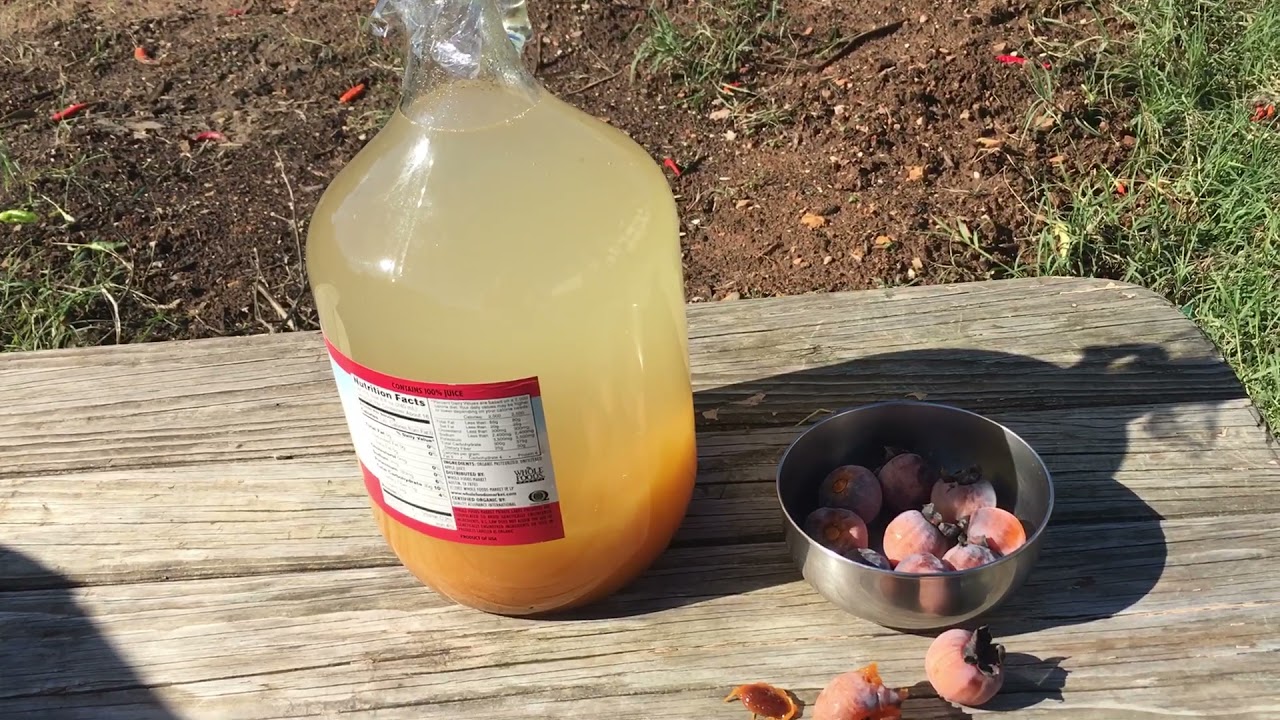 American Persimmon Wine 🍷 / Beer 🍺 - YouTube