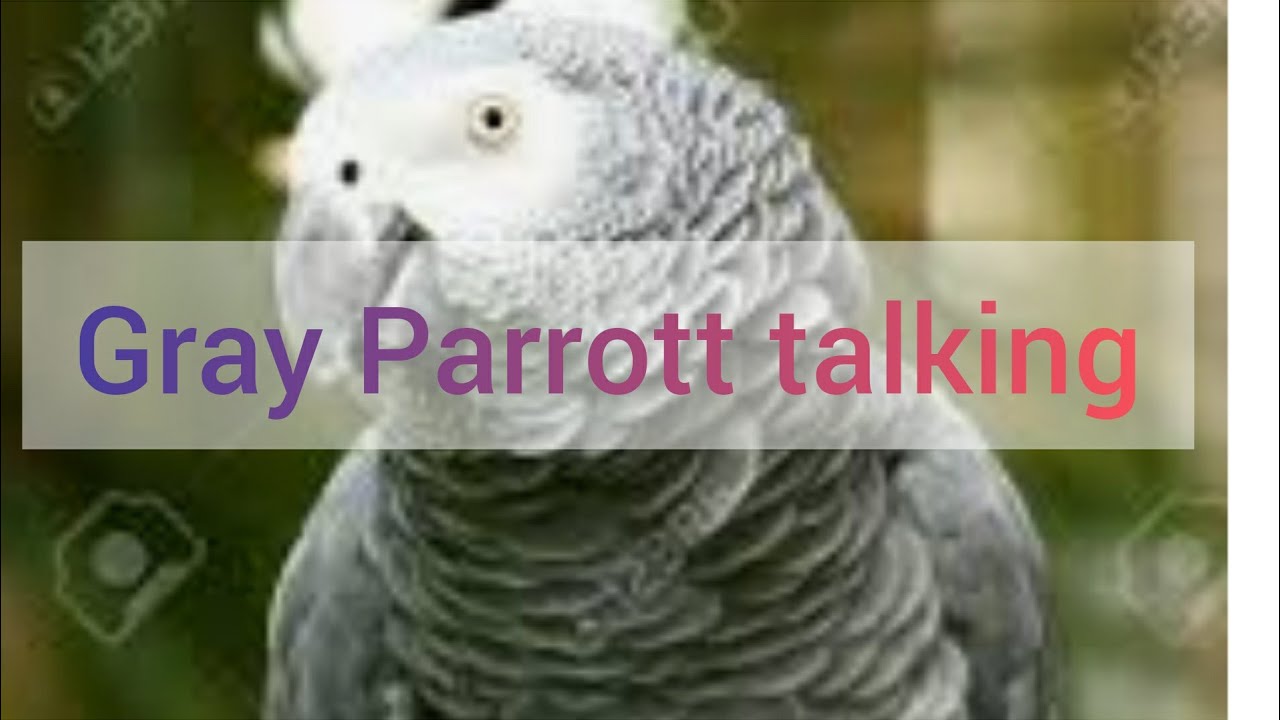 Dancing Parrot Memes
