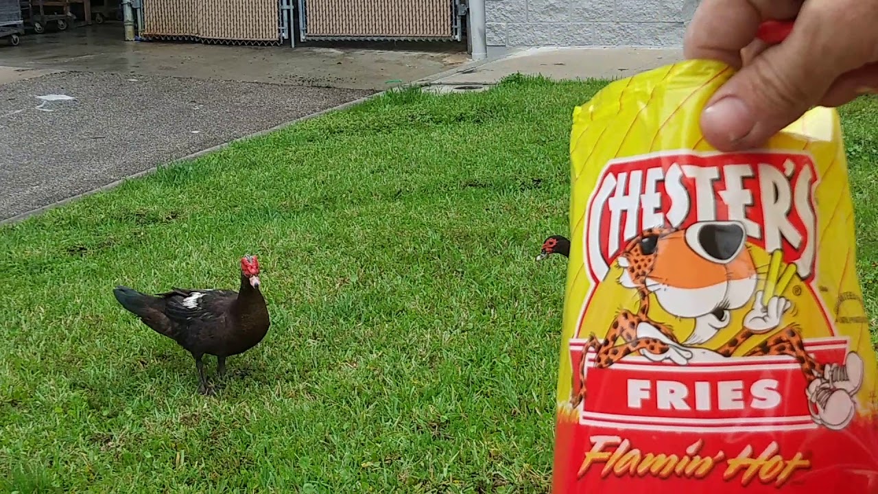 Birds Eat 🔥🔥Flaming Hot Fries 2020 🔥🔥@ Walmart Fire Ducks - YouTube