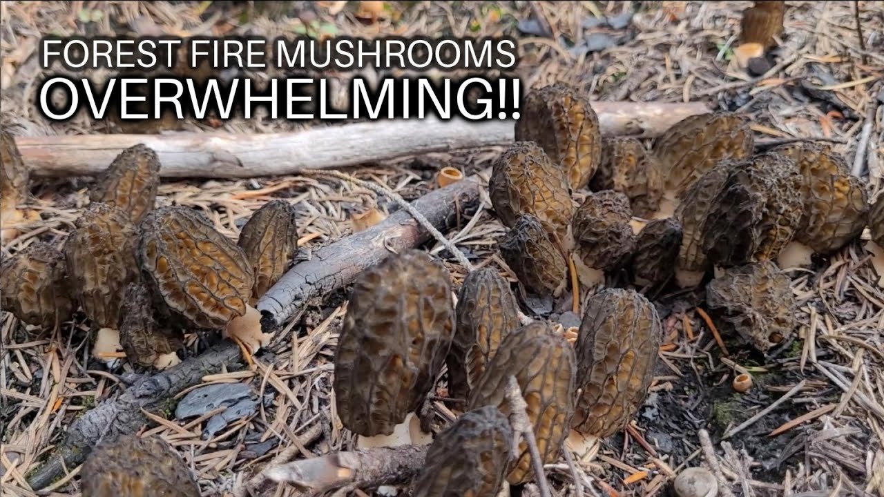 I Found The Biggest Patch Of Morel Mushrooms In The Forest. - YouTube