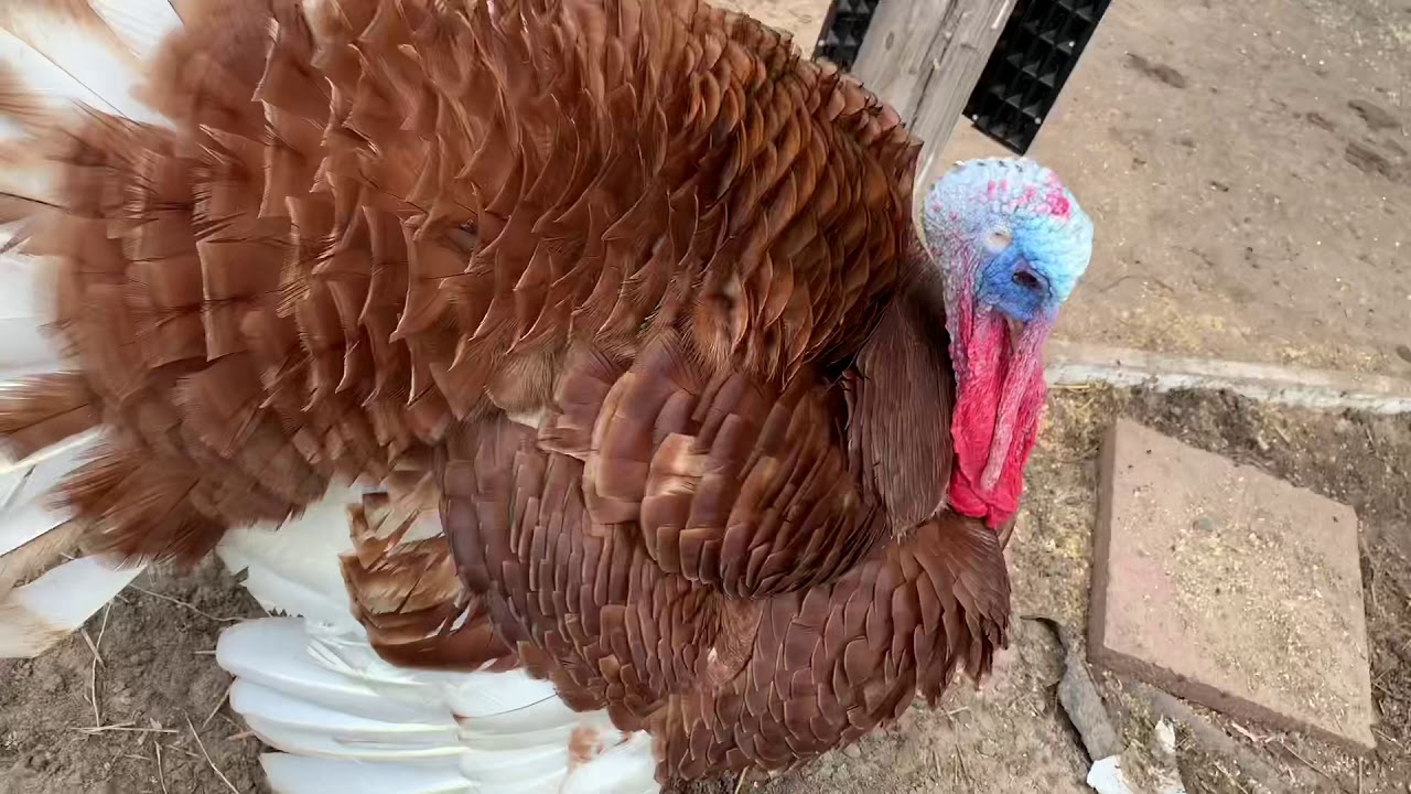 Cheeky Young Whipper-Snapper! - YouTube