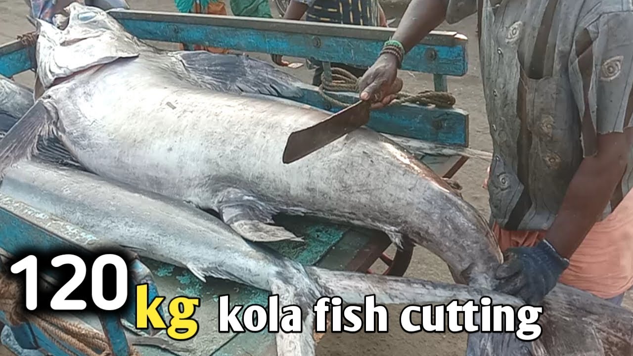 Amazing Big kola fish cutting & skills for fish finger & Cutler in ...