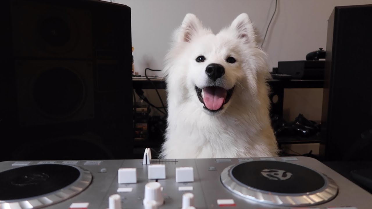 DOG LEARNS HOW TO DJ!! - YouTube