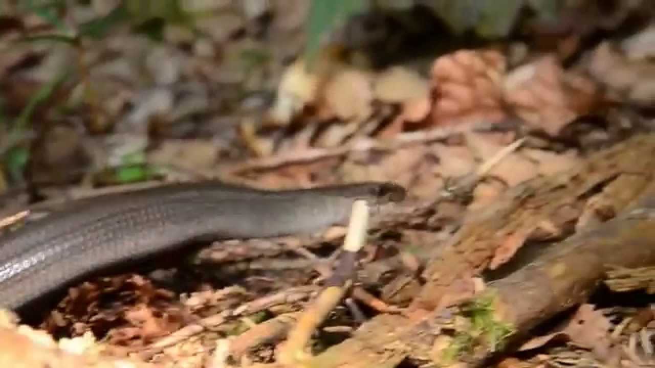 Anguis colchica II: kékpettyes törékenygyík - napârca colchicană ...