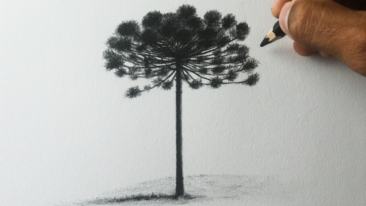 Como desenhar uma ÁRVORE - Araucária PASSO A PASSO narrado - YouTube