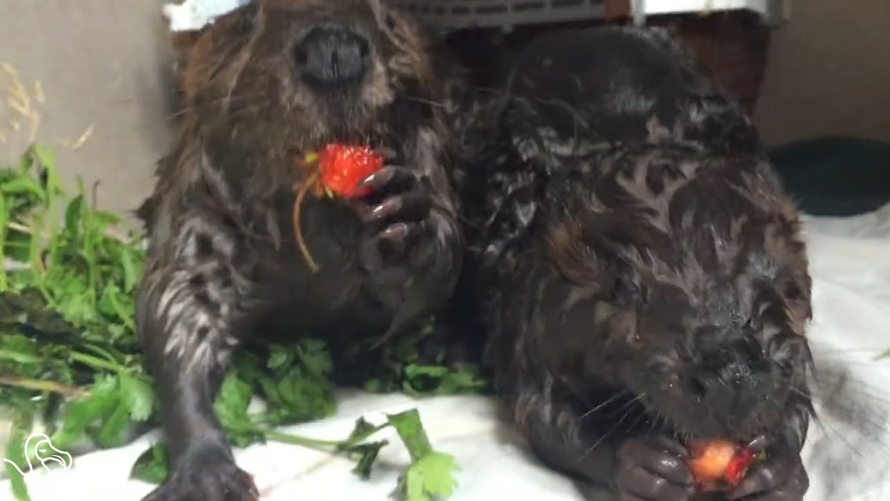 Baby Beavers Enjoy Some Delicious Fresh Strawberries - YouTube
