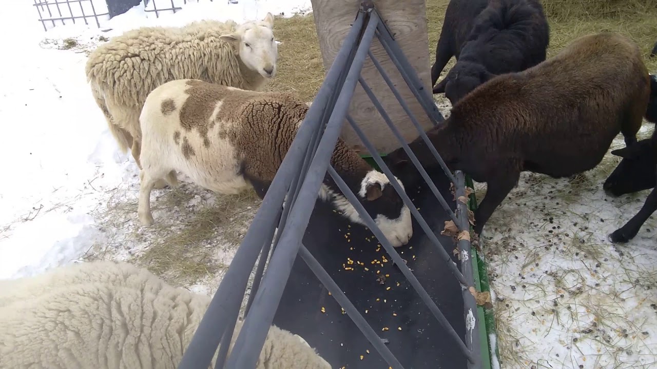 Simple inexpensive/free feed bunk modification to keep sheep from ...