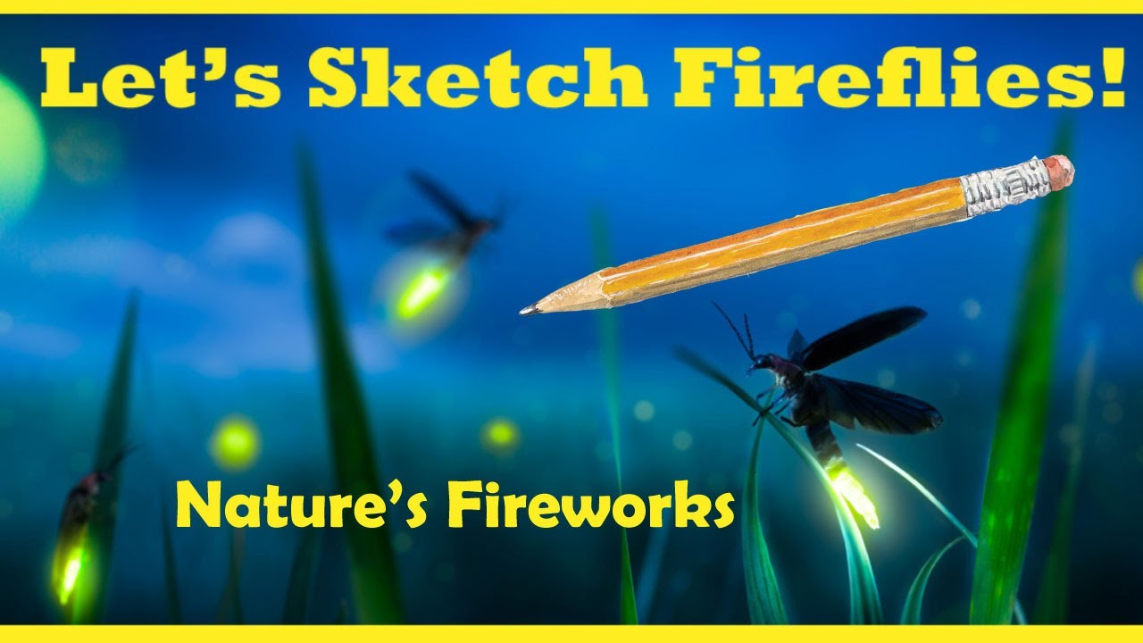 Draw a Firefly with Me for World Firefly Day! - YouTube