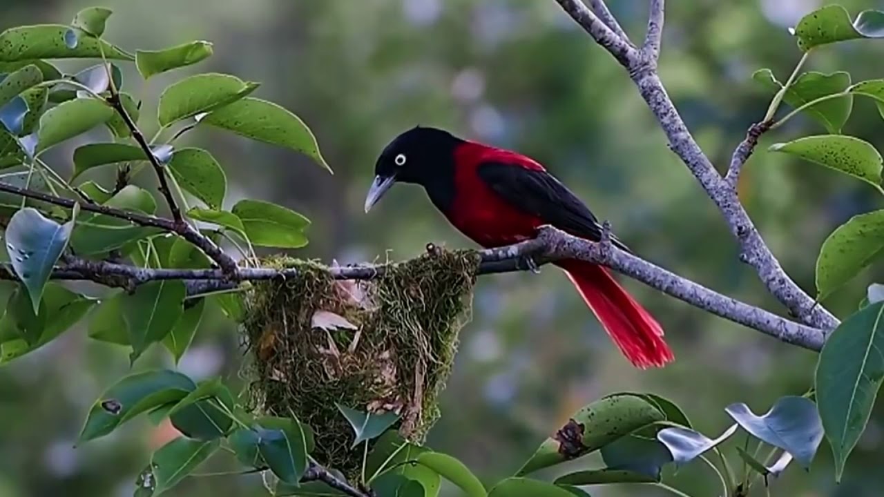Flying birds Videos | Forest Birds | Amazing Flying Birds | - YouTube