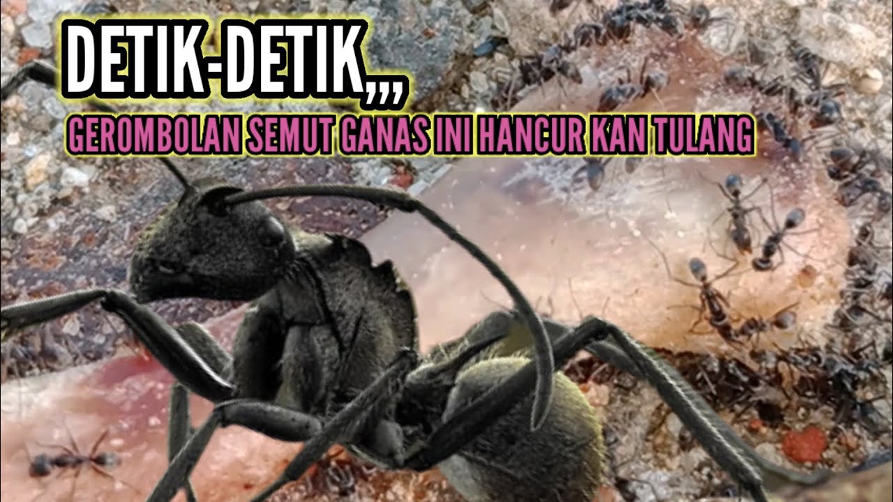 SEMUT HITAM INI SANGGUP HANCURKAN TULANG YANG KERAS - YouTube