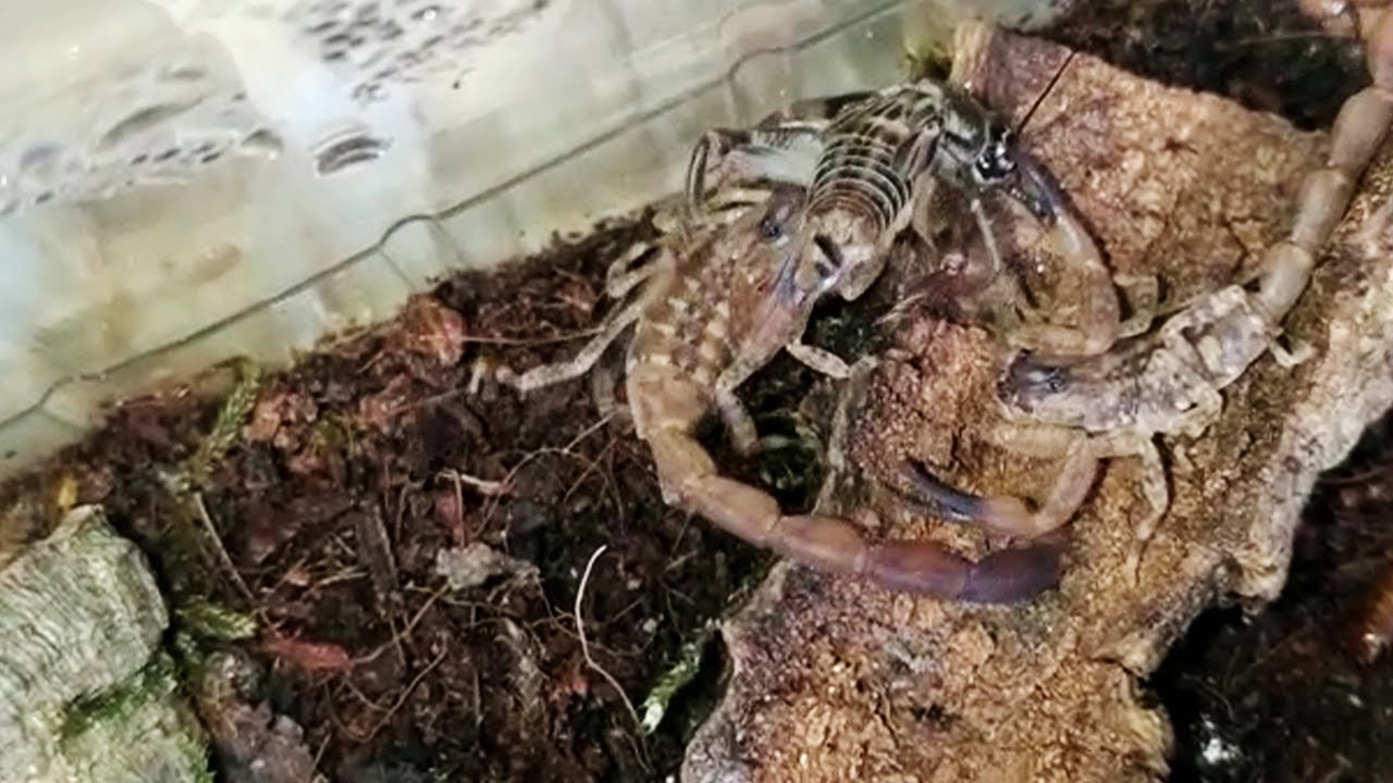 Scorpions Fight for Food - Feeding Scorpions || WooGlobe - YouTube