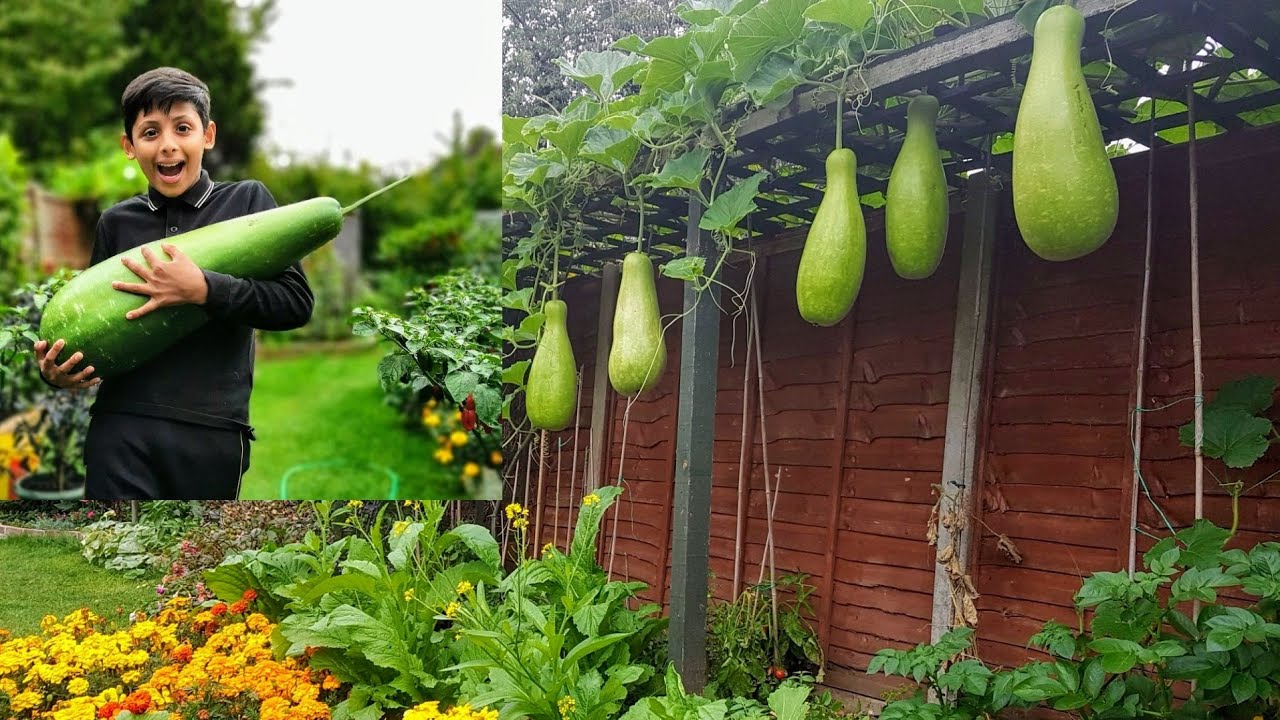 Ali Raja Garden Tour 2019 | Bangladeshi Vegetable Garden In Uk - YouTube