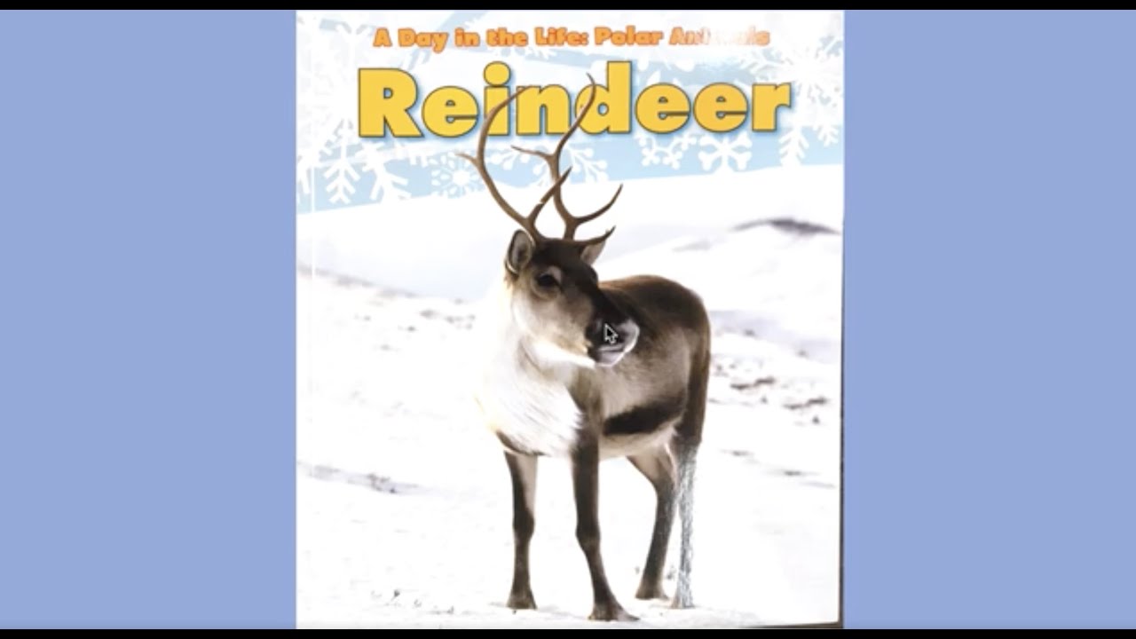 A Day in the Life - Reindeer - YouTube