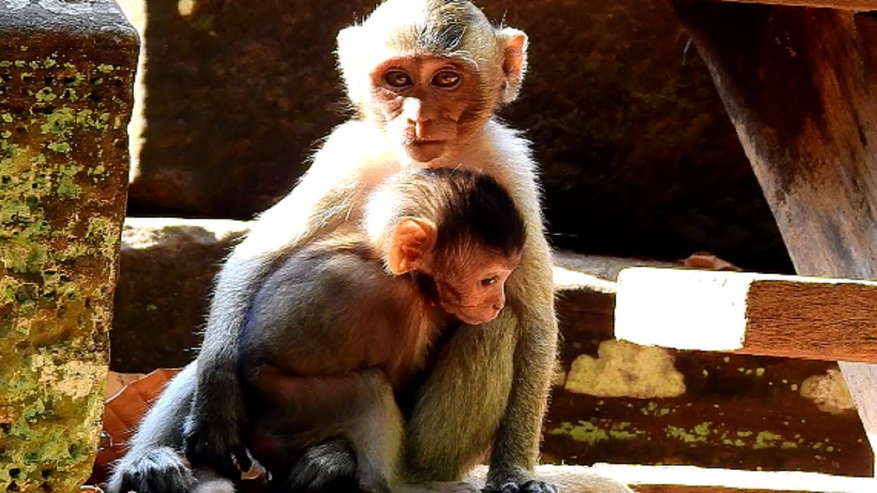 What's Happening On Baby Monkeys Here Missed Queen Dolly | Very Pity ...