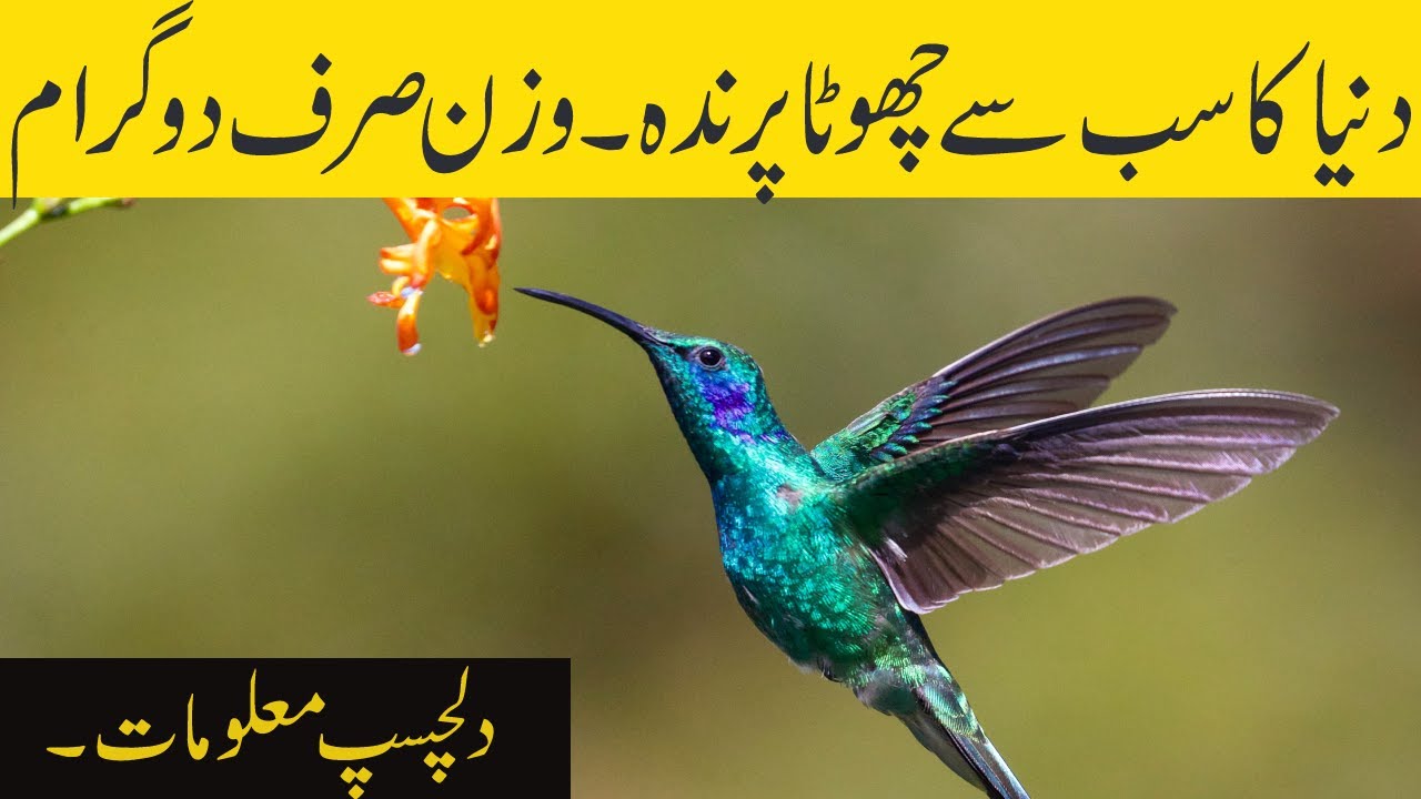 Facts About Humming Bird in Urdu\Hindi | Information About Humming ...