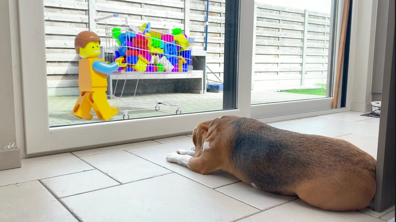 Funny Beagles vs LEGO EMMET Animation - YouTube