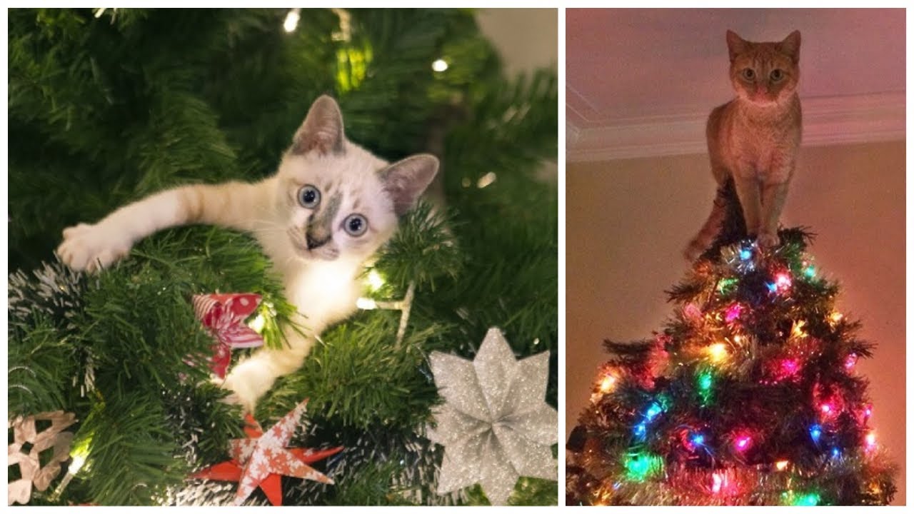 Best of Cats versus Christmas Trees - YouTube