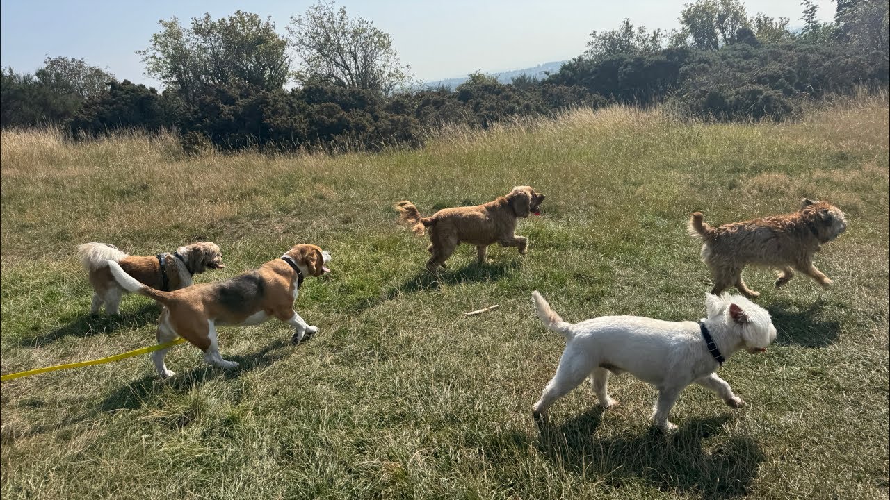 Wednesday 13th | LIVE | Virtual Dog Walk | 8 Dogs 🐶 | Edinburgh 📍 - YouTube