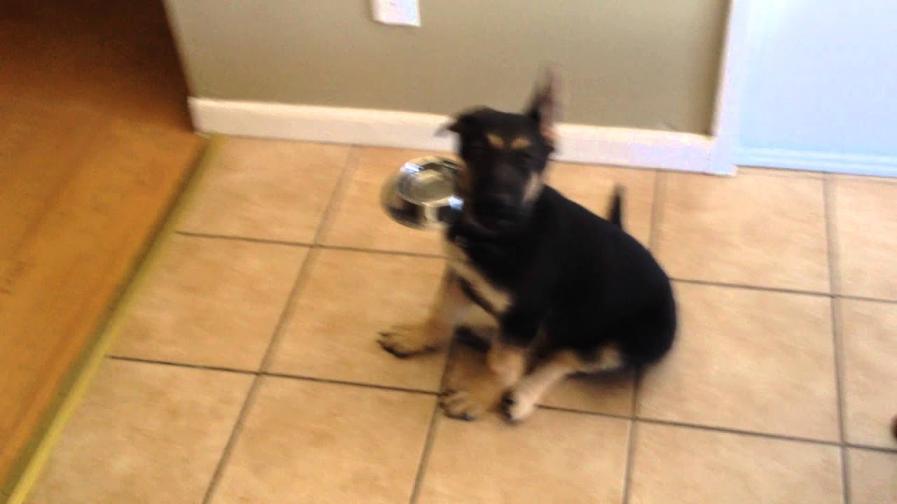 German shepherd puppy howling - YouTube
