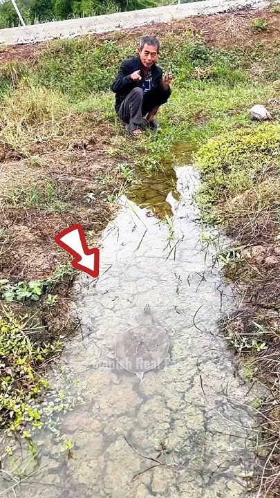 इसने कछुआ 🐢को वस में कैसे किया 😱 Shorts Youtube
