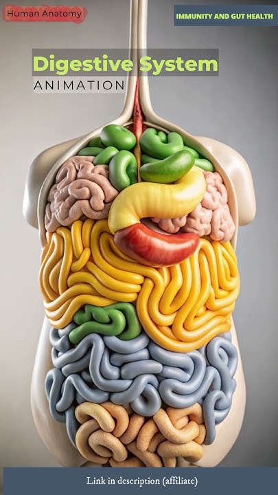 Human Digestive System Animation | Human Anatomy | Immunity and Gut ...