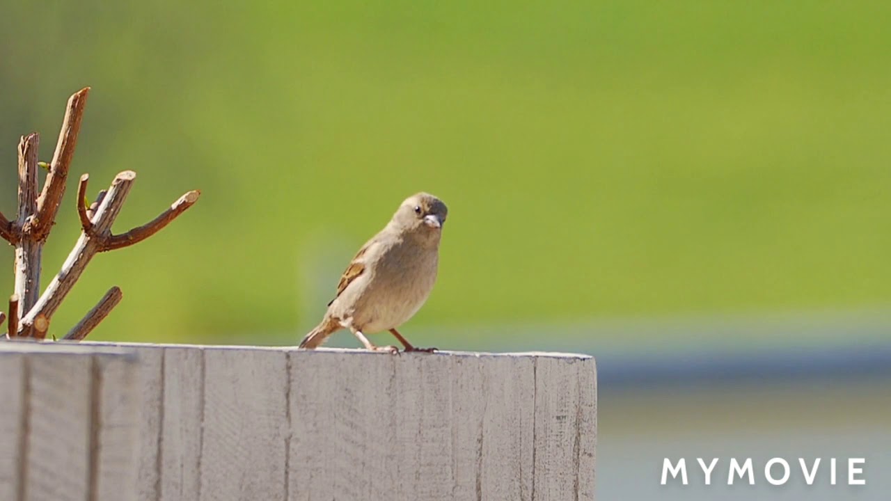 Save sparrow - YouTube