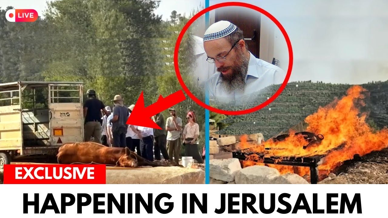 Shocking Revelation: The Red Heifer Ceremony in Jerusalem Changes ...