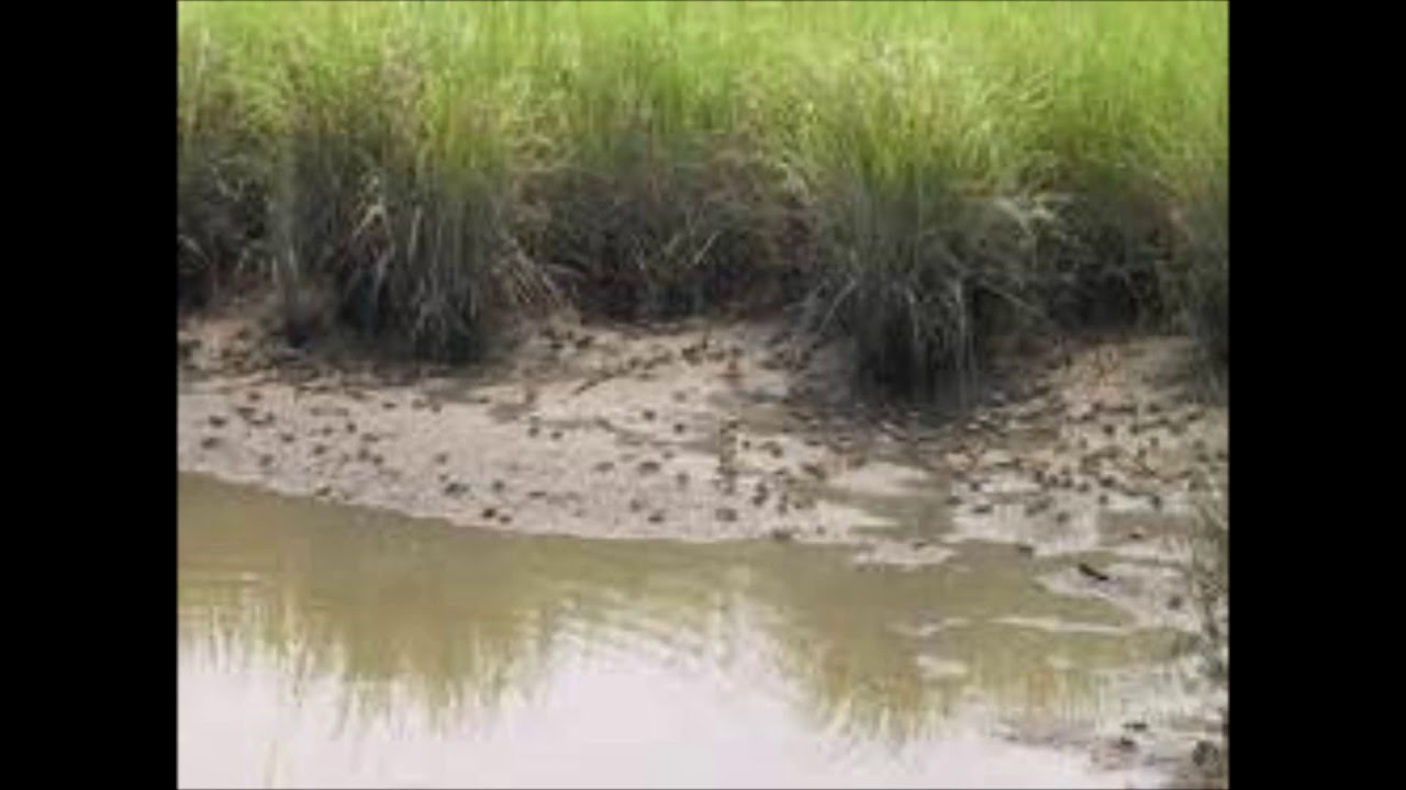 Salt Marsh Rag - YouTube
