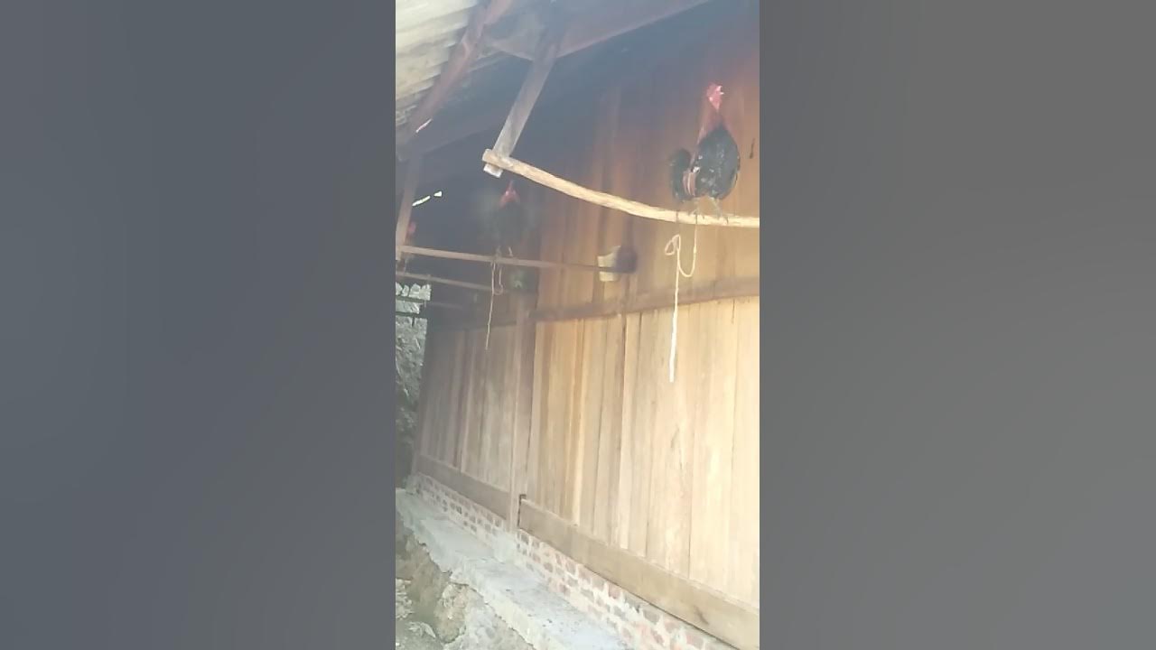 qaib dib nawb 2023 - YouTube