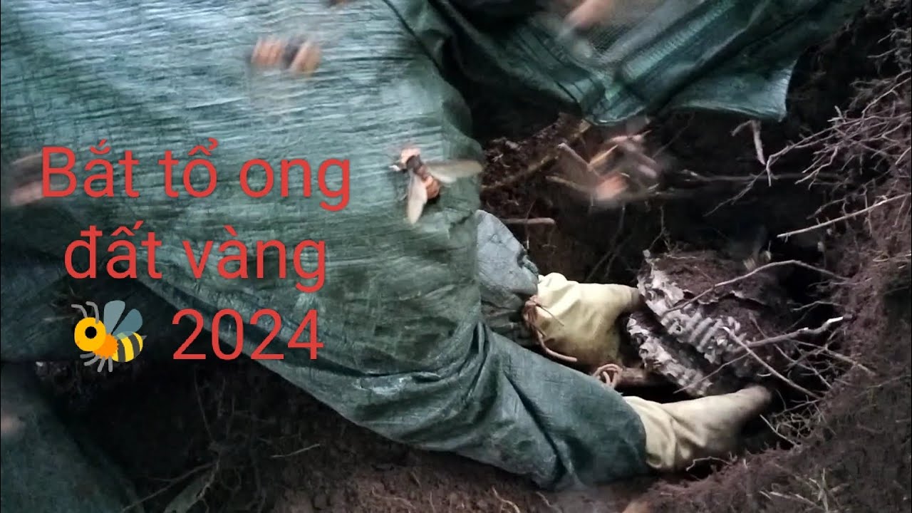 Tổ ong đất loài ong sát thủ 🐝 - YouTube