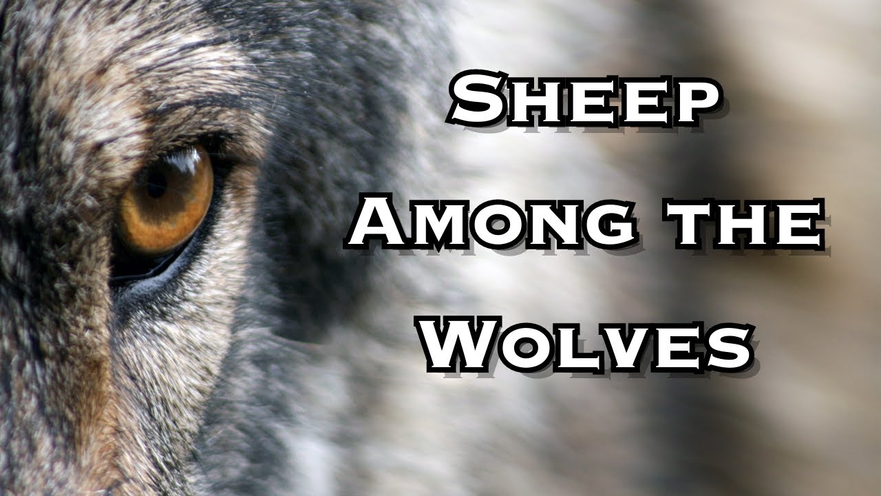 Sheep Among the Wolves - YouTube