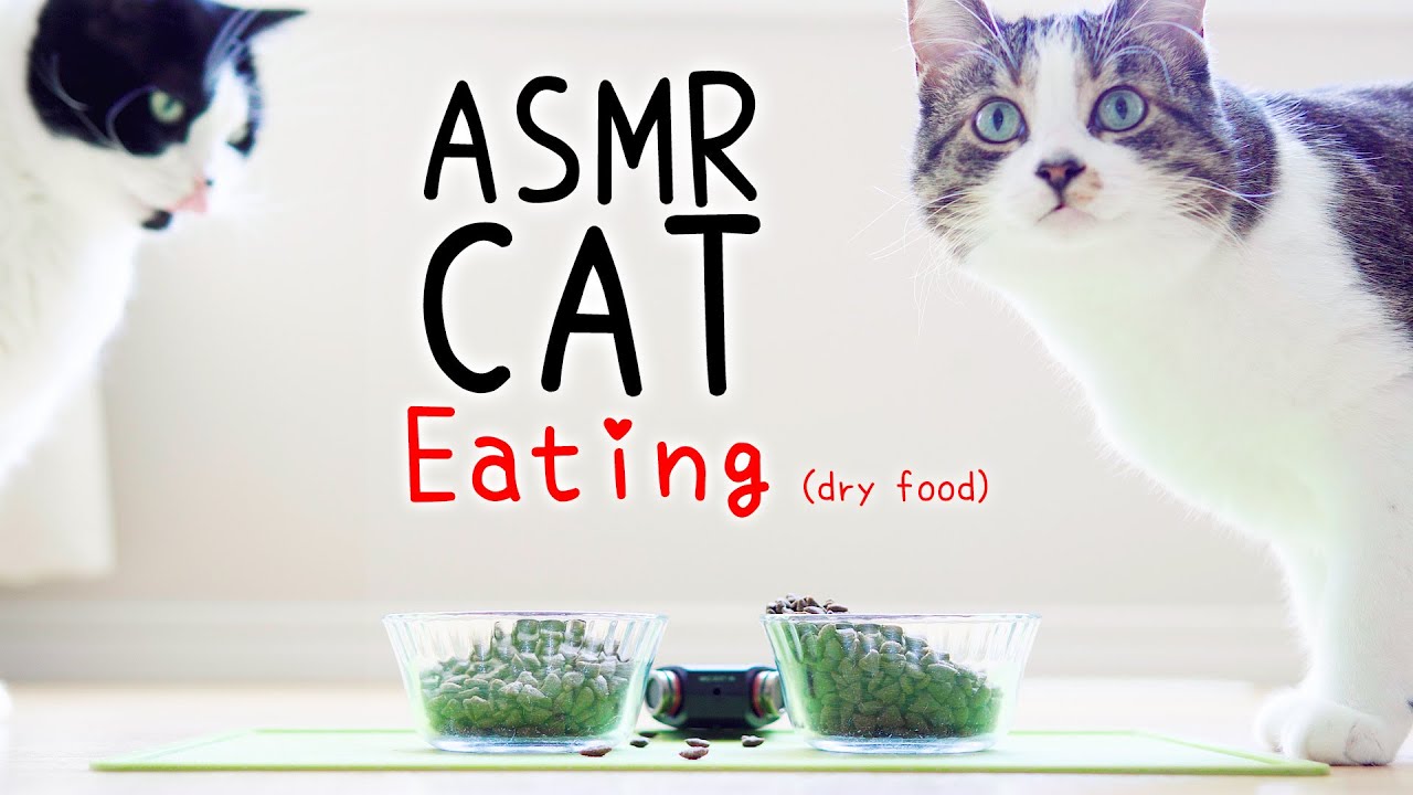 🎧 ASMR Cats Eating #88 (dry food) - YouTube