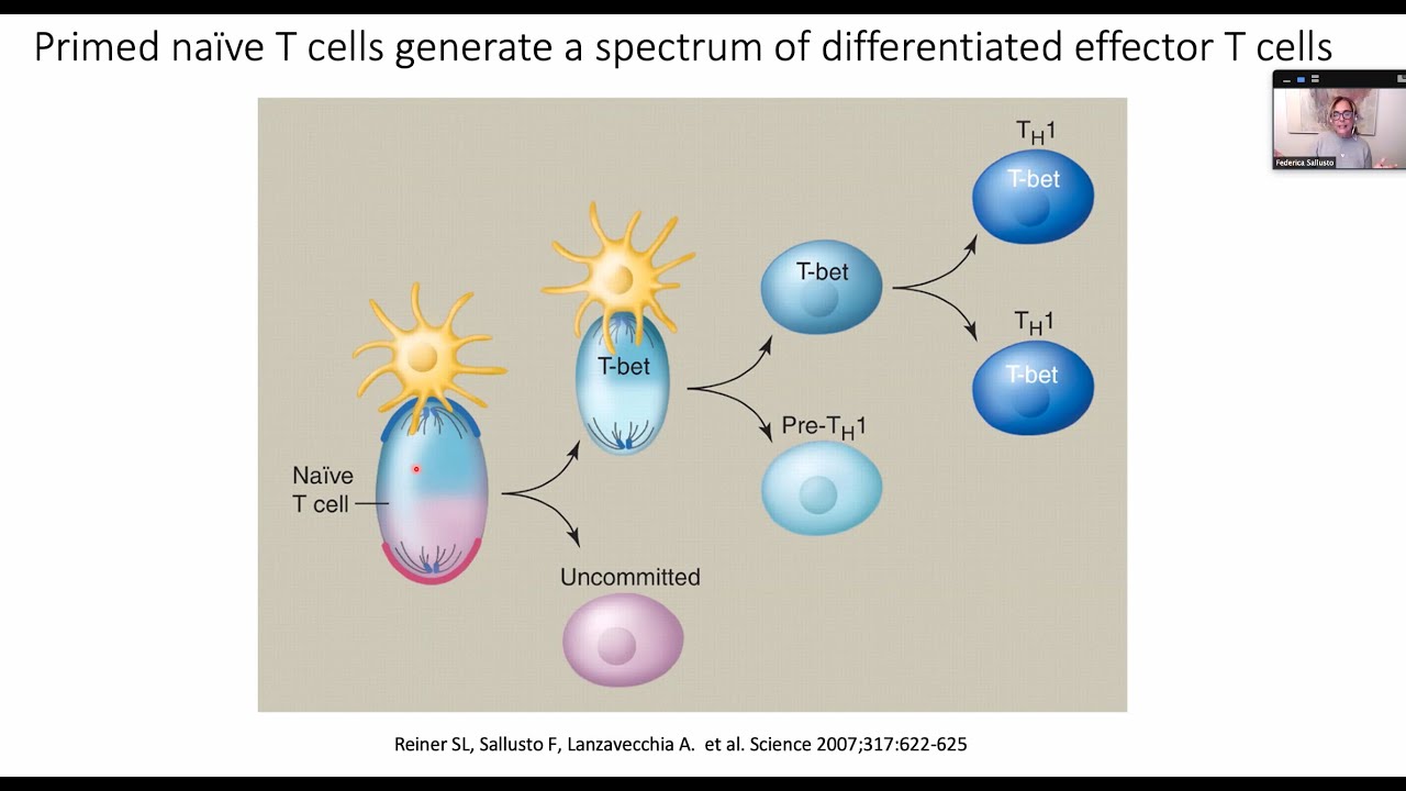 Human T cell subsets in health and diseases by Dr. Federica Sallusto ...