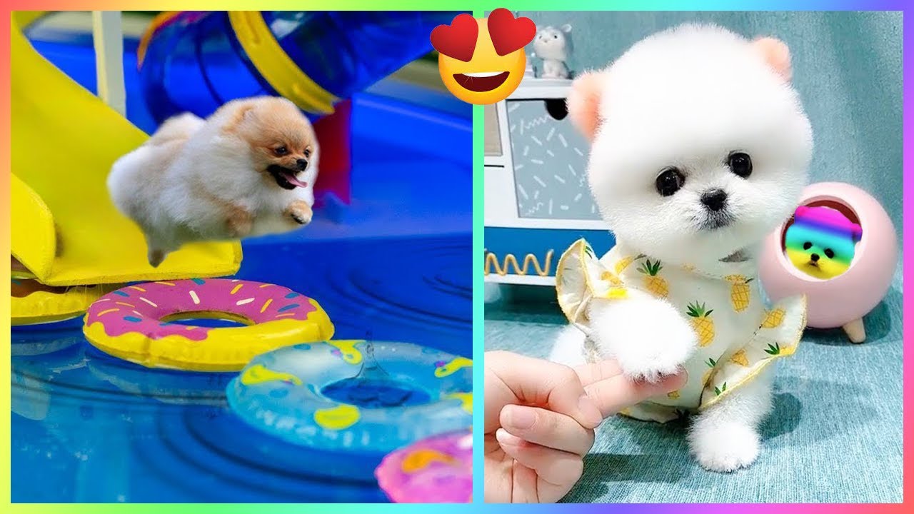 Funny and Cute Dog Pomeranian 😍🐶| Funny Puppy Videos #374 - YouTube