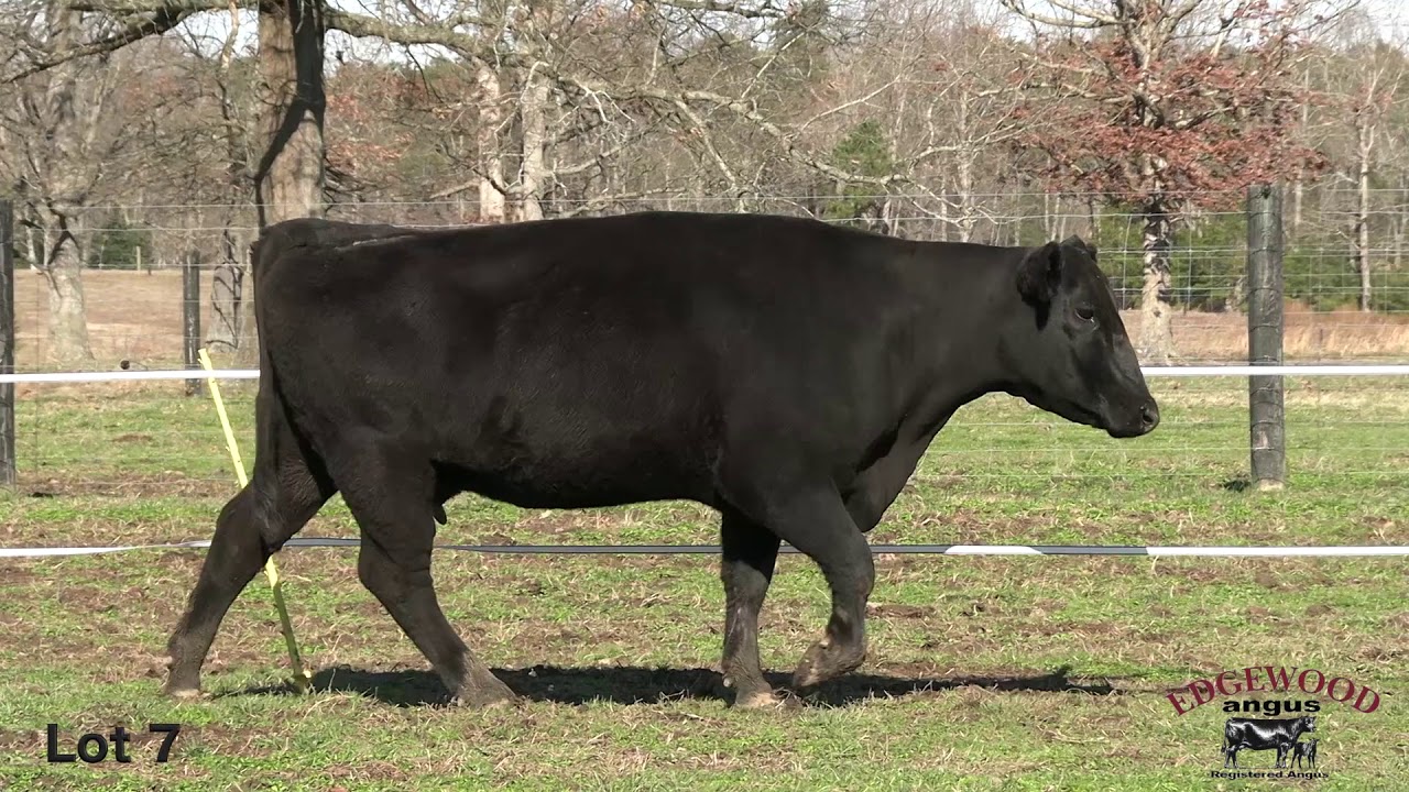Edgewood Angus Lot 7 - YouTube