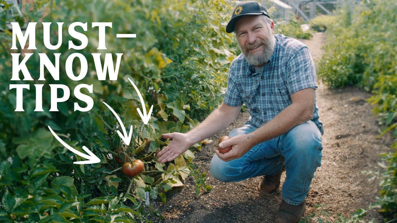 IT WORKED! Our Must-Know Tips for Growing Tomatoes in a Cold Climate ...