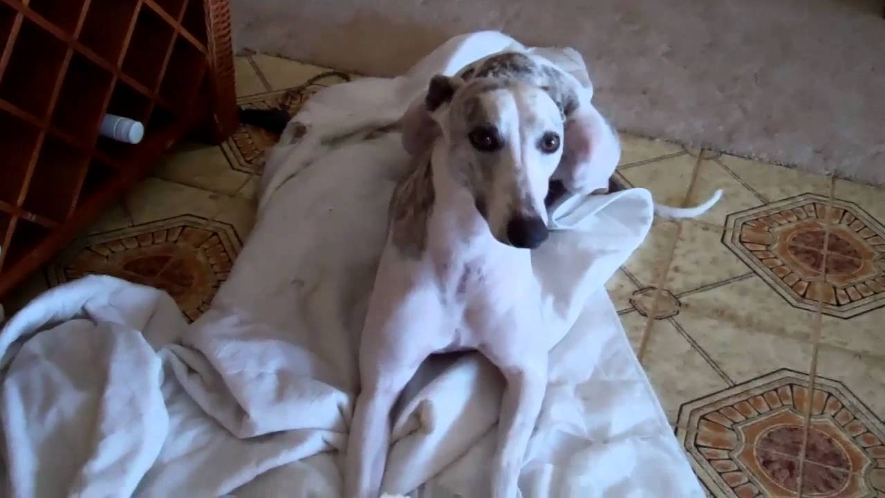 My Whippet Song - YouTube