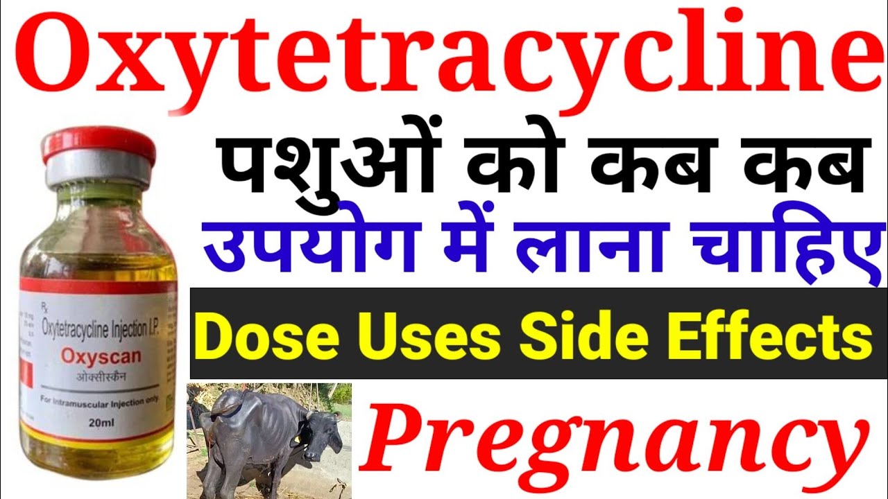 Oxytetracycline Oxynex Antibiotic Injection Uses In Cow/Oxy Antibiotic ...