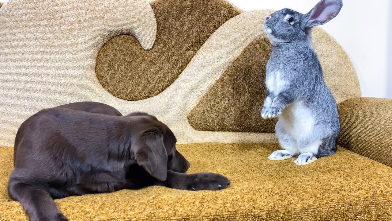 Funny Gray Rabbit Playing with a Chocolate Labrador - YouTube